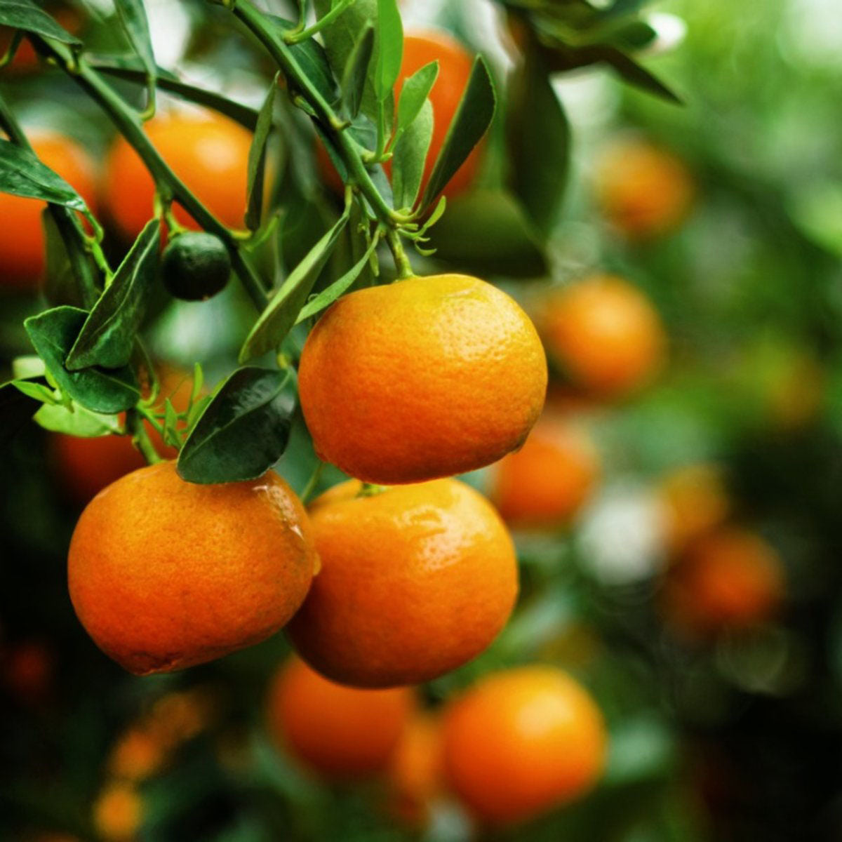 Organic Mandarin (Australia) – ShiokFarm